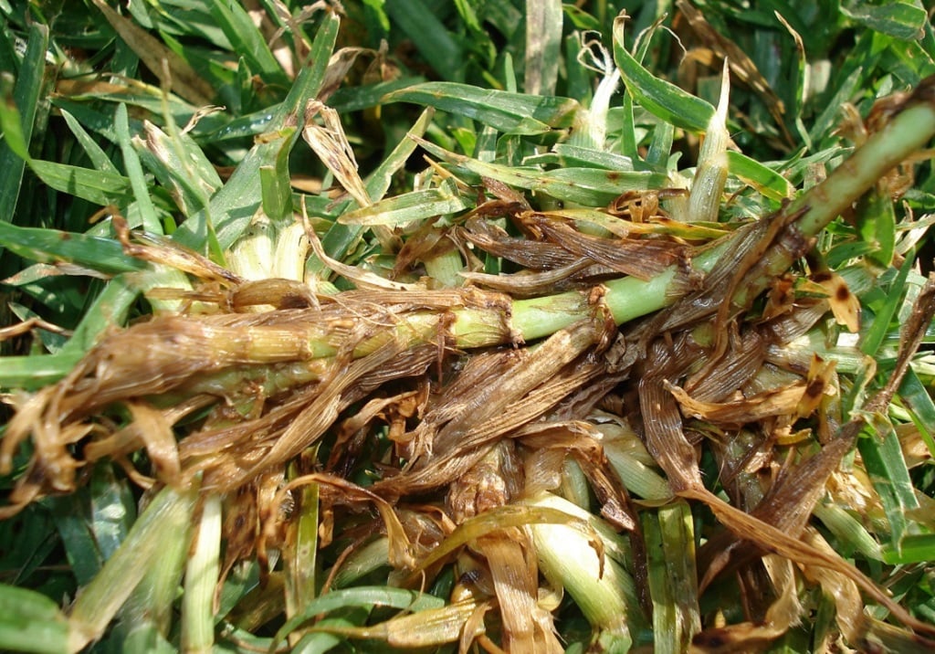Bacterial Wilt Turfgrass