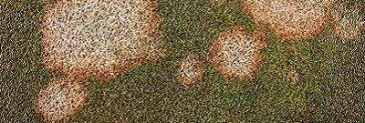 Winter Fusarium Control | Cold-Season Turf Disease | Syngenta Australia