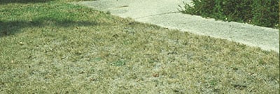 Leaf Spot & Melting Out in Turf | Syngenta AU Guide
