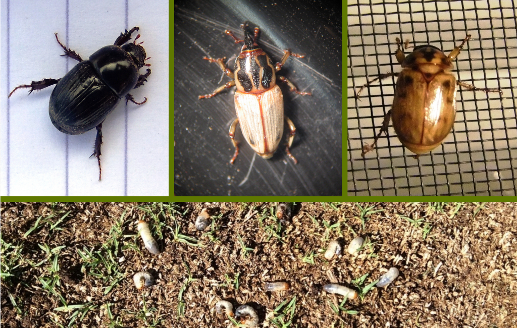 Grub Identification for Better Acelepryn Control | Syngenta AU
