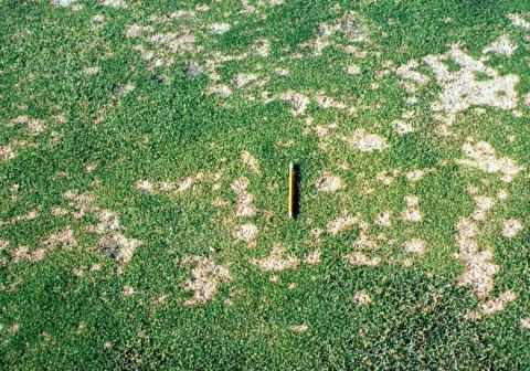 Winter Fusarium Control | Cold-Season Turf Disease | Syngenta Australia