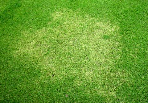 Couchgrass Decline Disease of Roots | Syngenta Turf & Landscape