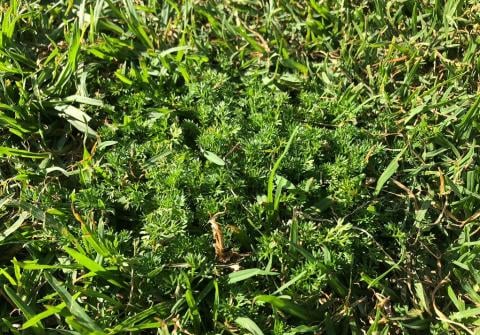 Bindii Control in Turf | Effective Broadleaf Weed Solutions | Syngenta AU