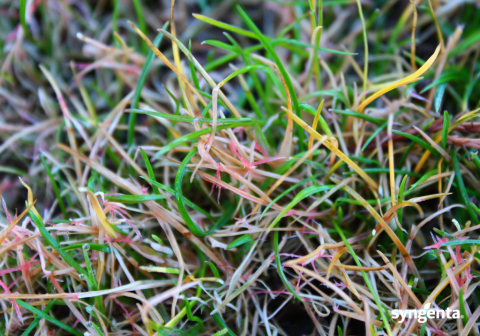 Red Thread Control | Turf Disease Management | Syngenta Australia