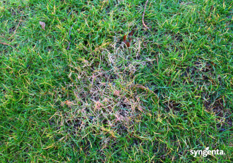 Red Thread Control | Turf Disease Management | Syngenta Australia