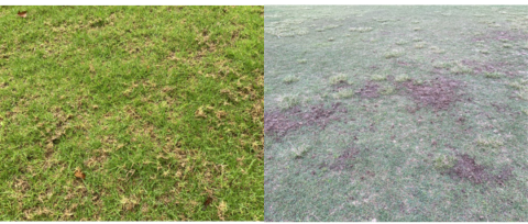 Understanding Damaging Grubs: African Black Beetle | Syngenta Turf ...