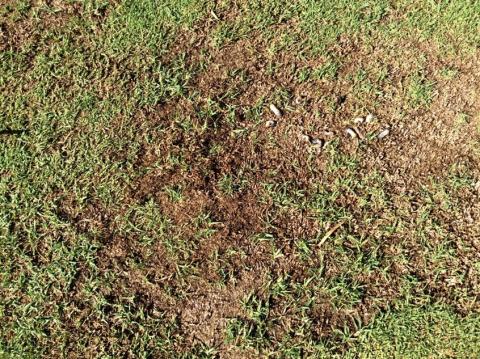 Understanding Damaging Grubs: African Black Beetle | Syngenta Turf ...