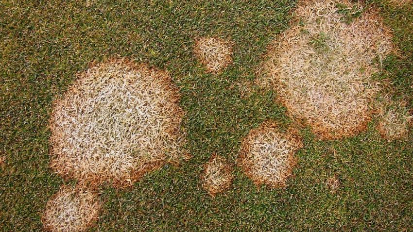 Winter Fusarium Control | Cold-Season Turf Disease | Syngenta Australia