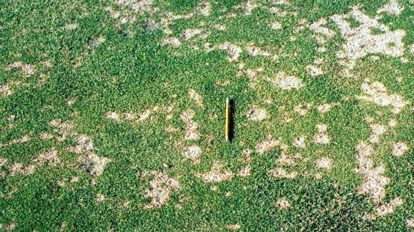 Winter Fusarium Control | Cold-Season Turf Disease | Syngenta Australia