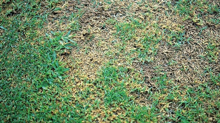 Couchgrass Decline Disease of Roots | Syngenta Turf & Landscape