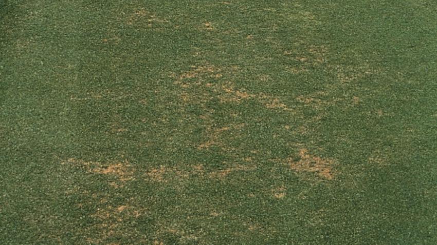 Pythium Root Rot in Turf | Syngenta AU Treatment Guide