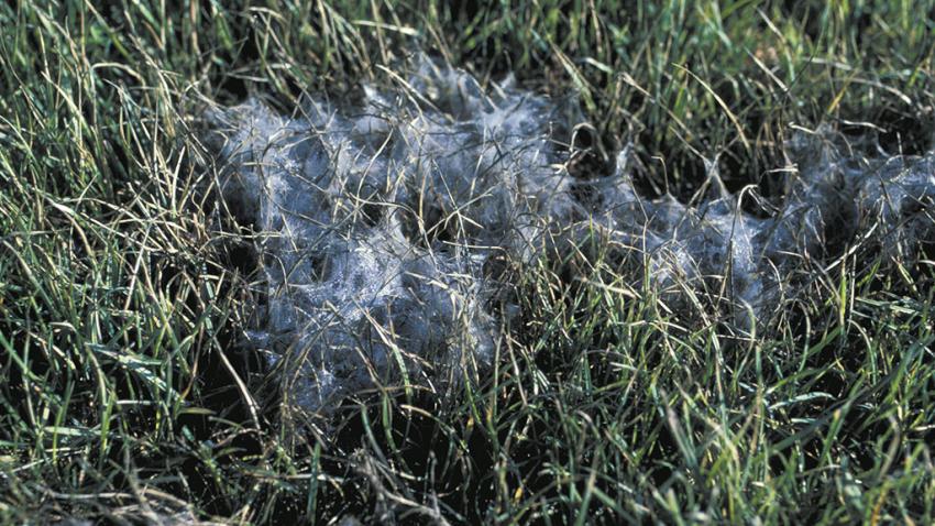 Seedling Damping Off in Turf | Syngenta AU Guide
