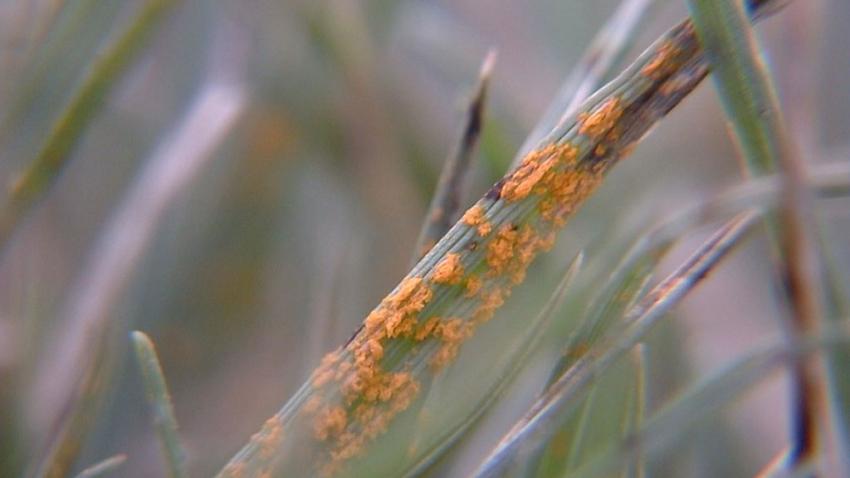 Rusts Disease of Foliage | Syngenta Turf & Landscape